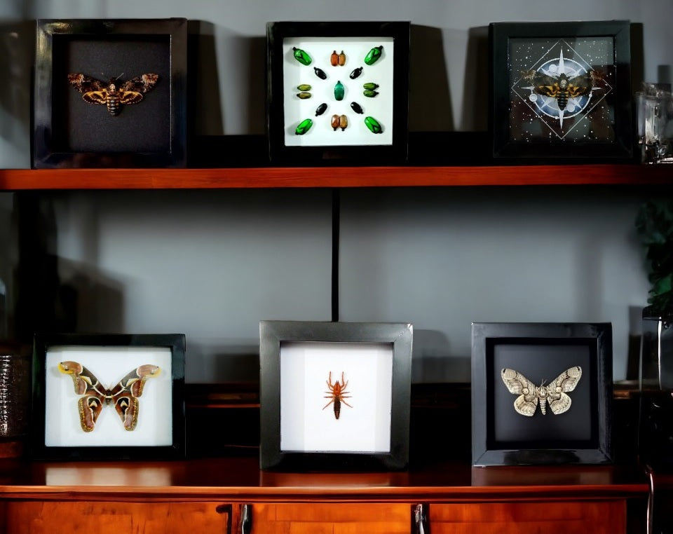 Vietnam Sales Insect - Art and Inspiration in Every Piece