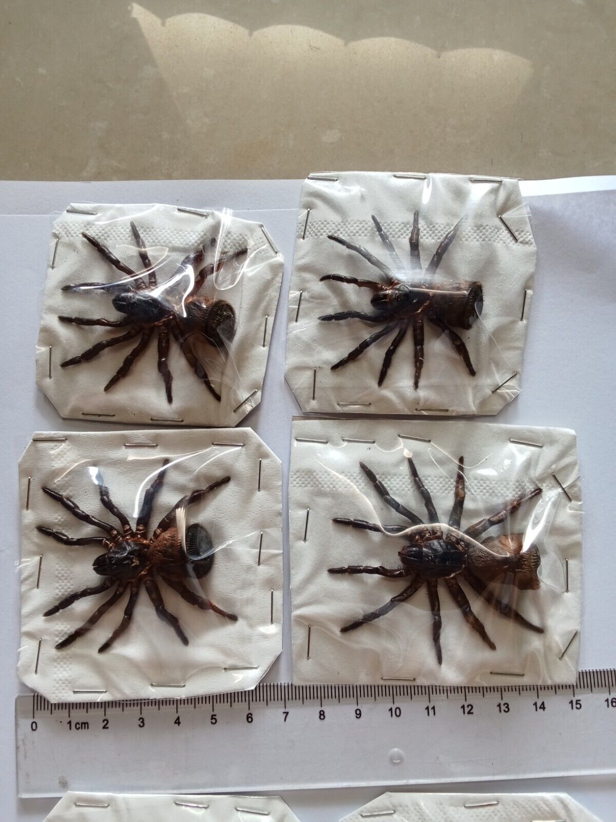 Cyclocosmia ricketti – Trapdoor Spider Specimen | Dried, Spread Legs ...