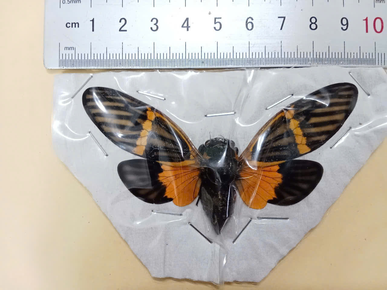 Becquartina electa Cicada | Spread Wings Dried Specimen | Insect Taxid ...